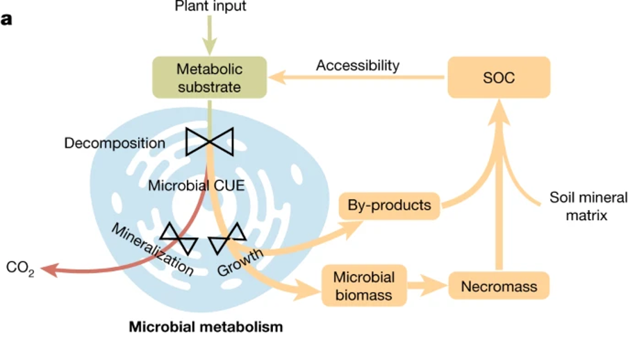 Soil microorganism activity is the most important factor in determining sequestration of carbon ...